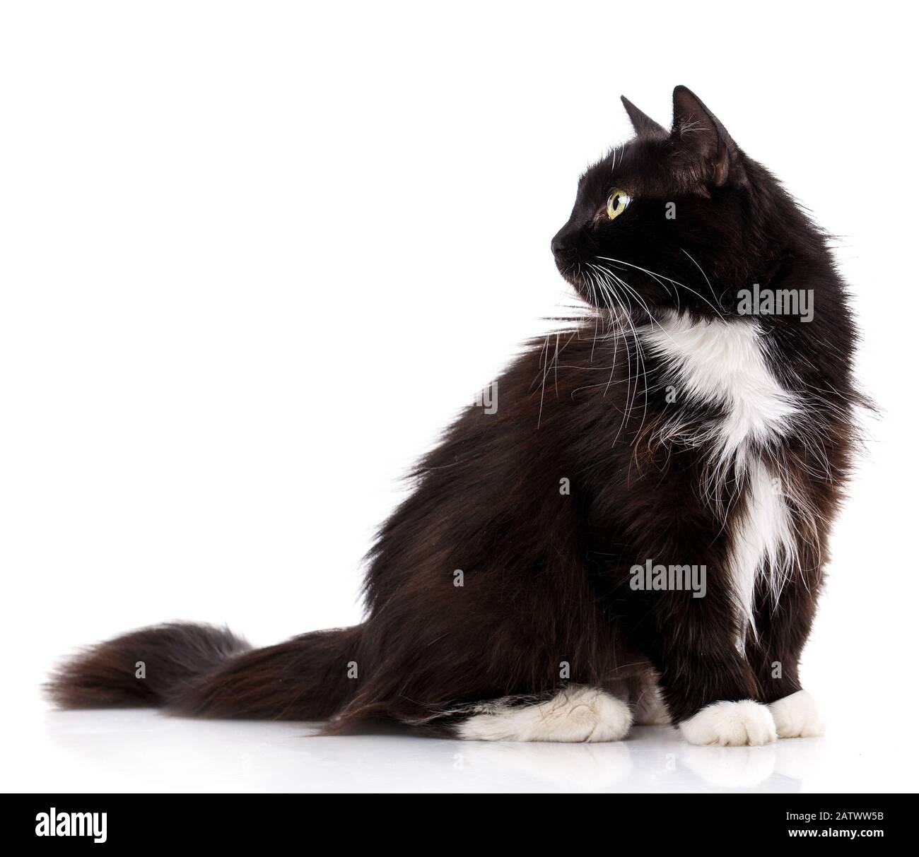 Black cat kitten looking side away, isolated Stock Photo - Alamy