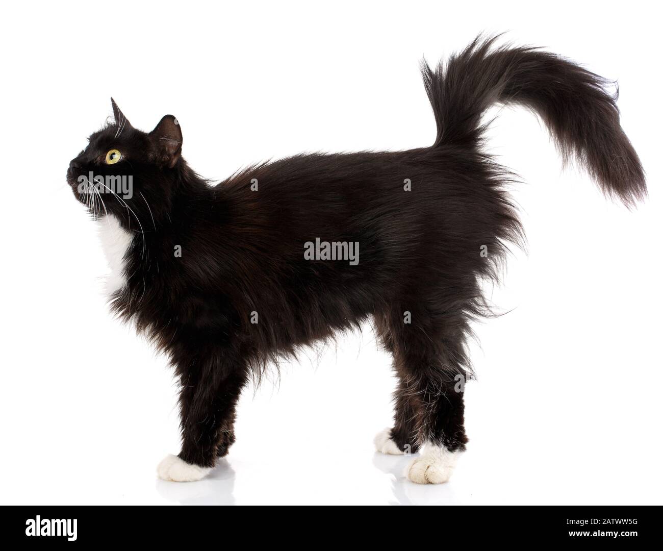 Black cat walking side view hi-res stock photography and images - Alamy