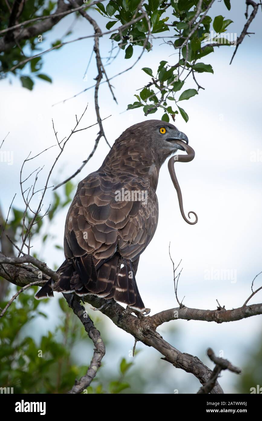 Eagle with snake hi-res stock photography and images - Alamy