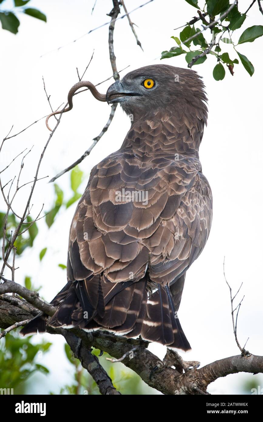 Eagle with snake hi-res stock photography and images - Alamy