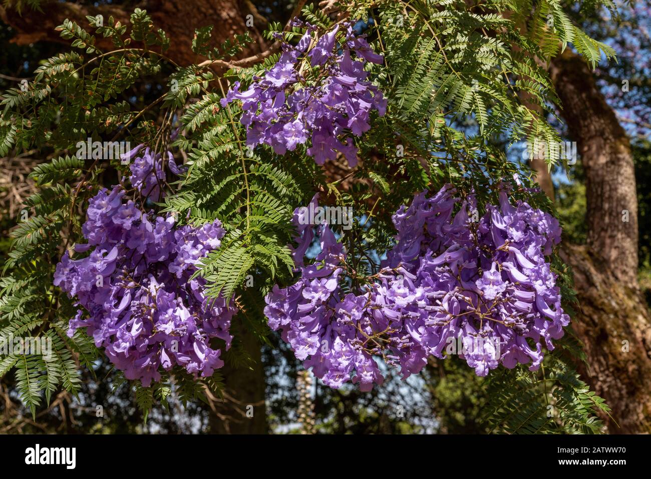 Jacaranda tree in bloom hi-res stock photography and images - Alamy