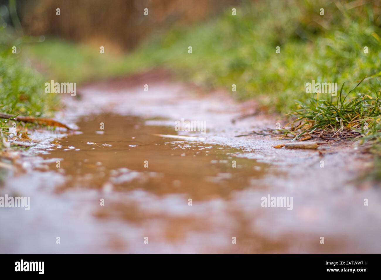 Muddy path in a field wet with rainwater. Green wild grass growing ...