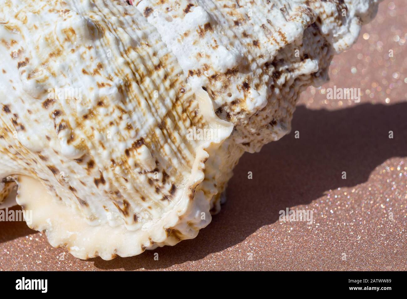 Big spiral spike sea shell close up background Stock Photo - Alamy