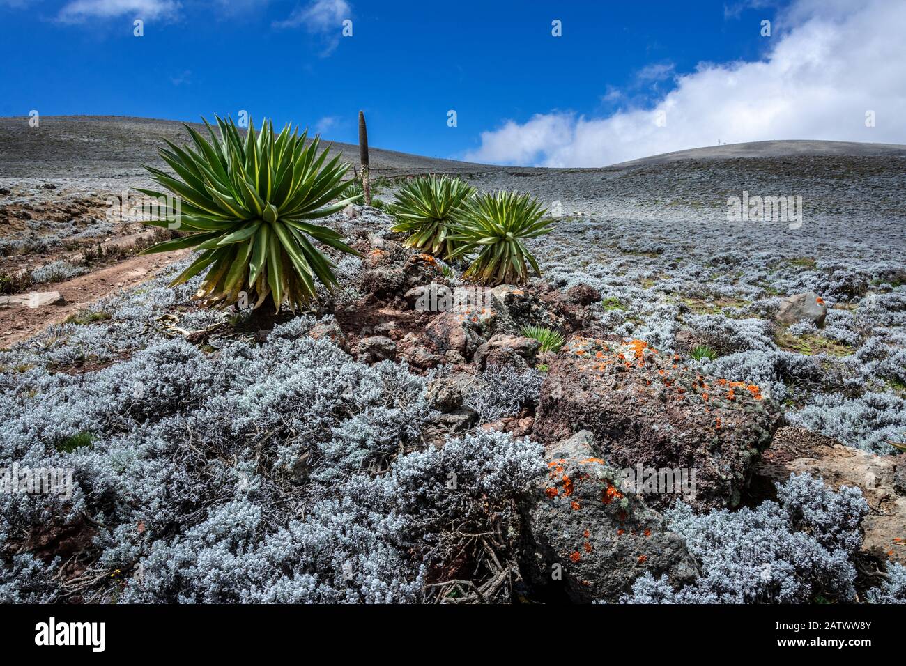 ethiopia bale mountains nationalpark Stock Photo - Alamy
