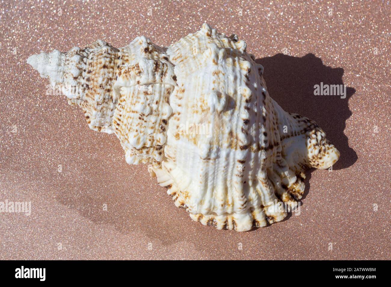 Big spiral spike sea shell close up background Stock Photo - Alamy