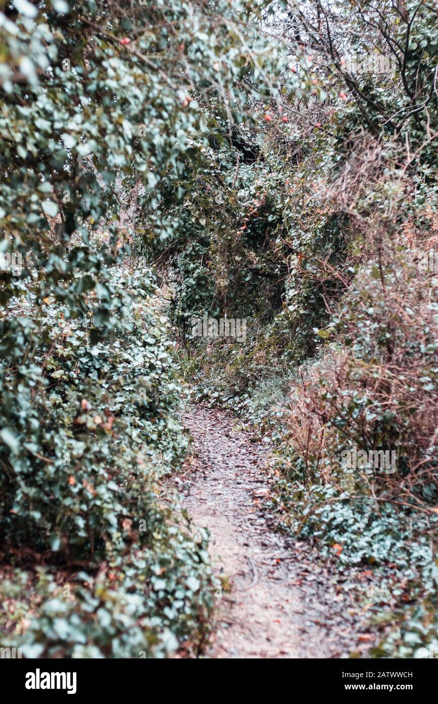 Hiking trail leading through an overgrown forest. Muddy rain terrain ...