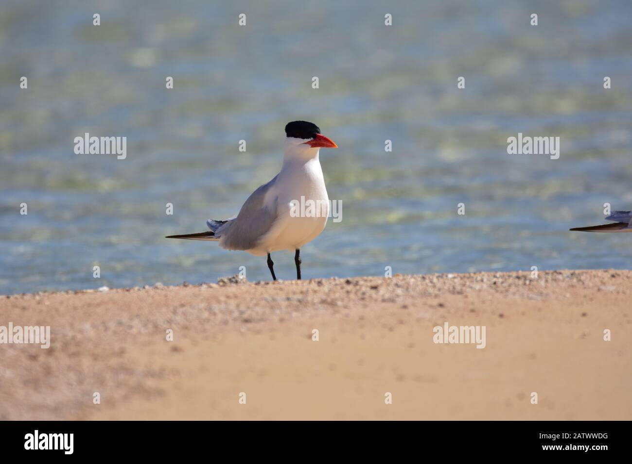 Caspian white fish hi-res stock photography and images - Alamy