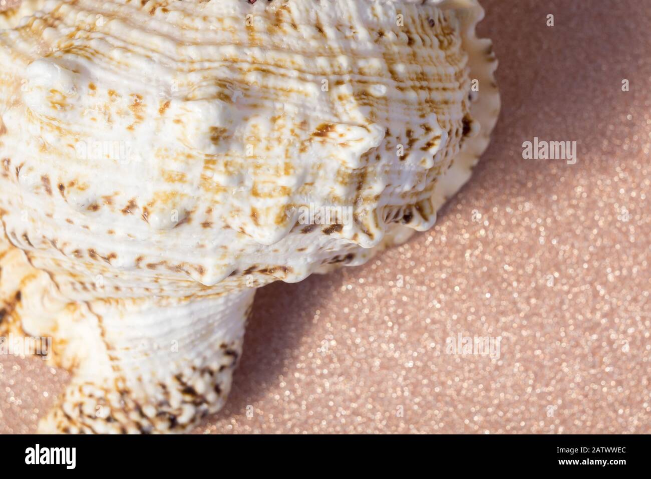 Big spiral spike sea shell close up background Stock Photo - Alamy