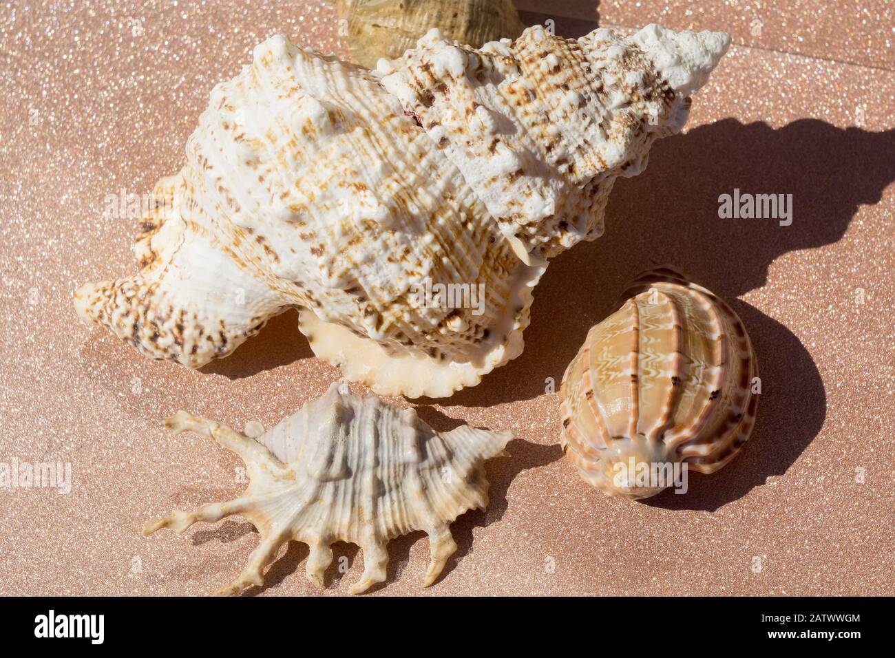 Big spiral spike sea shell close up background Stock Photo - Alamy
