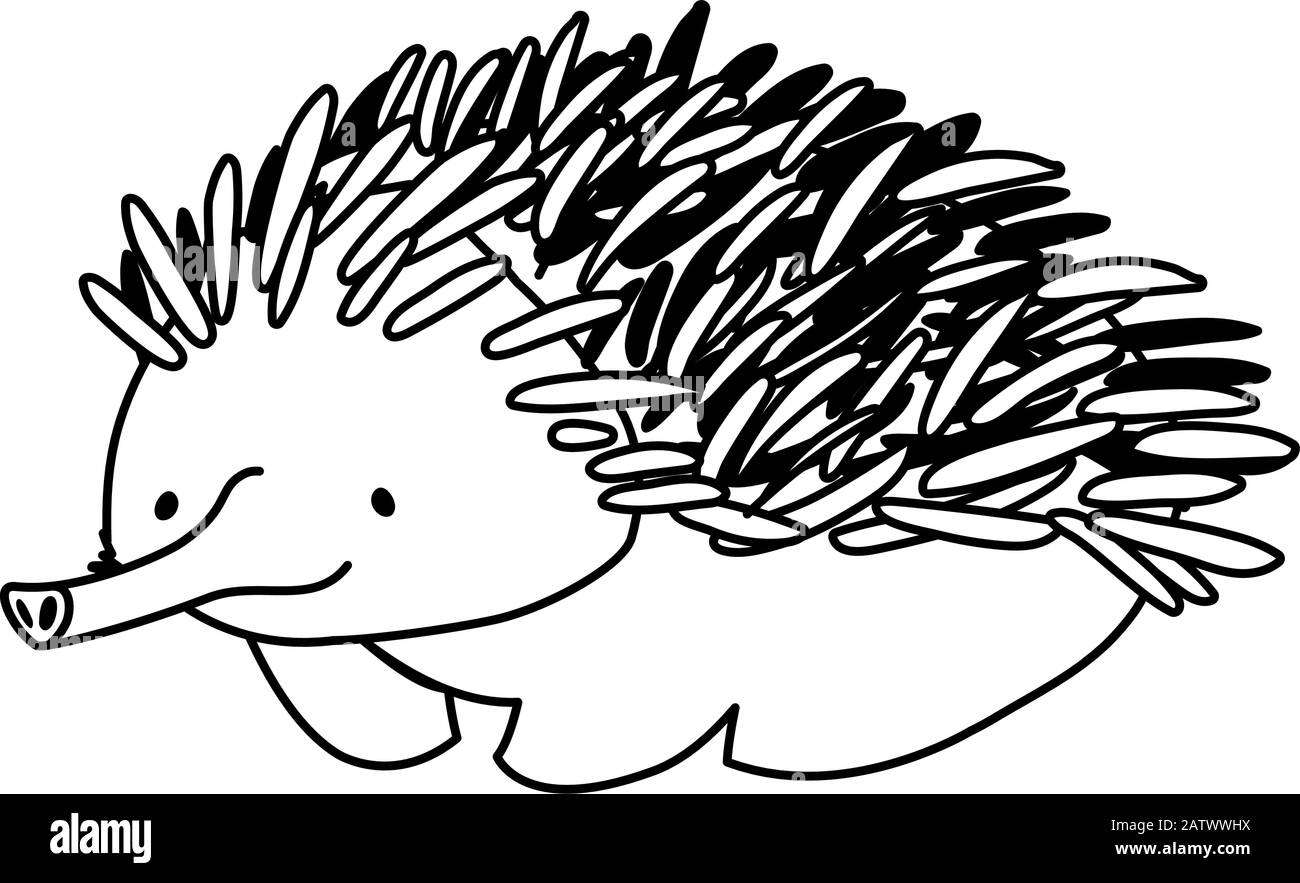 cute echidna on white background vector illustration design Stock ...
