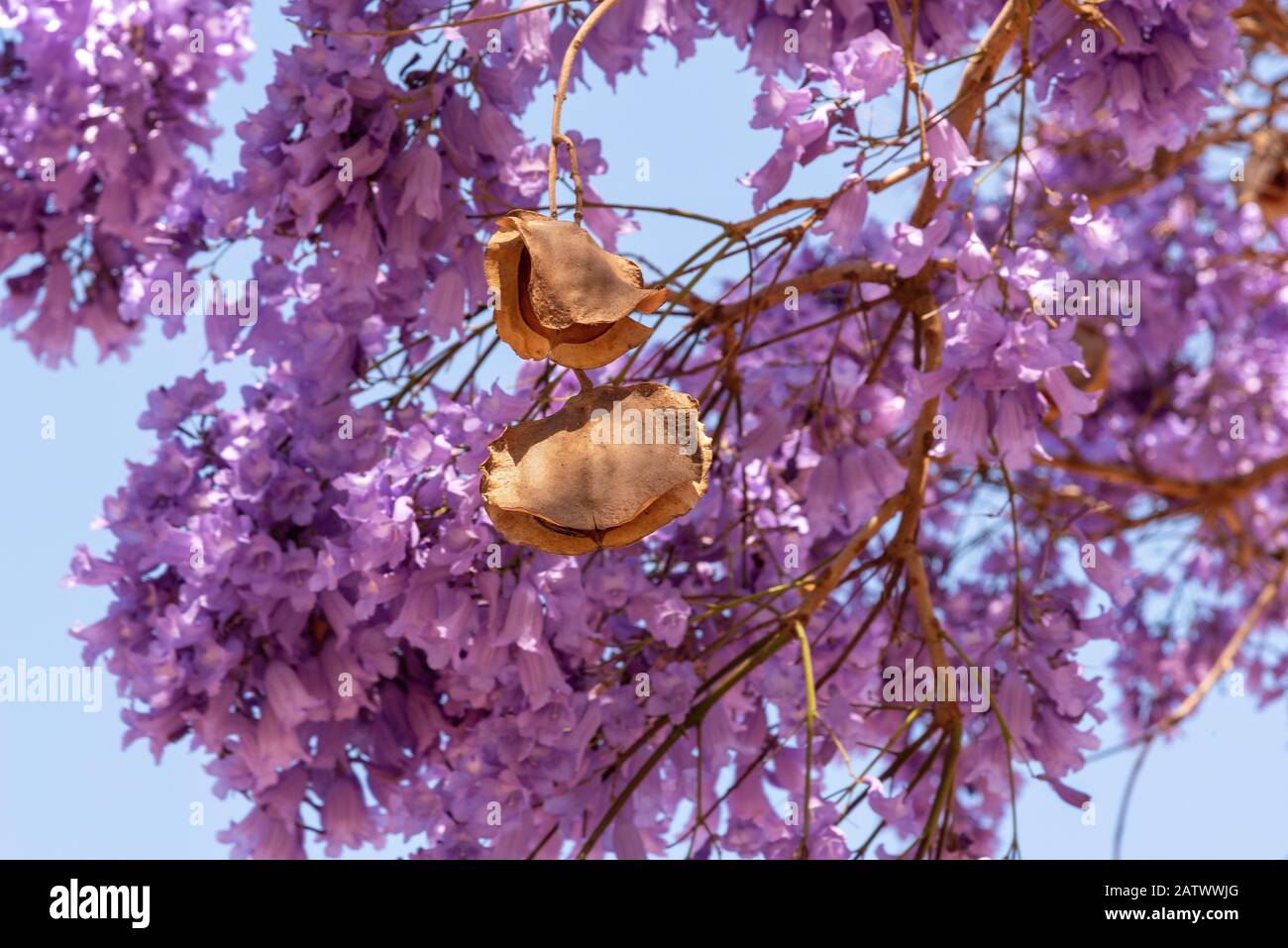 Jacaranda fern tree hi-res stock photography and images - Alamy
