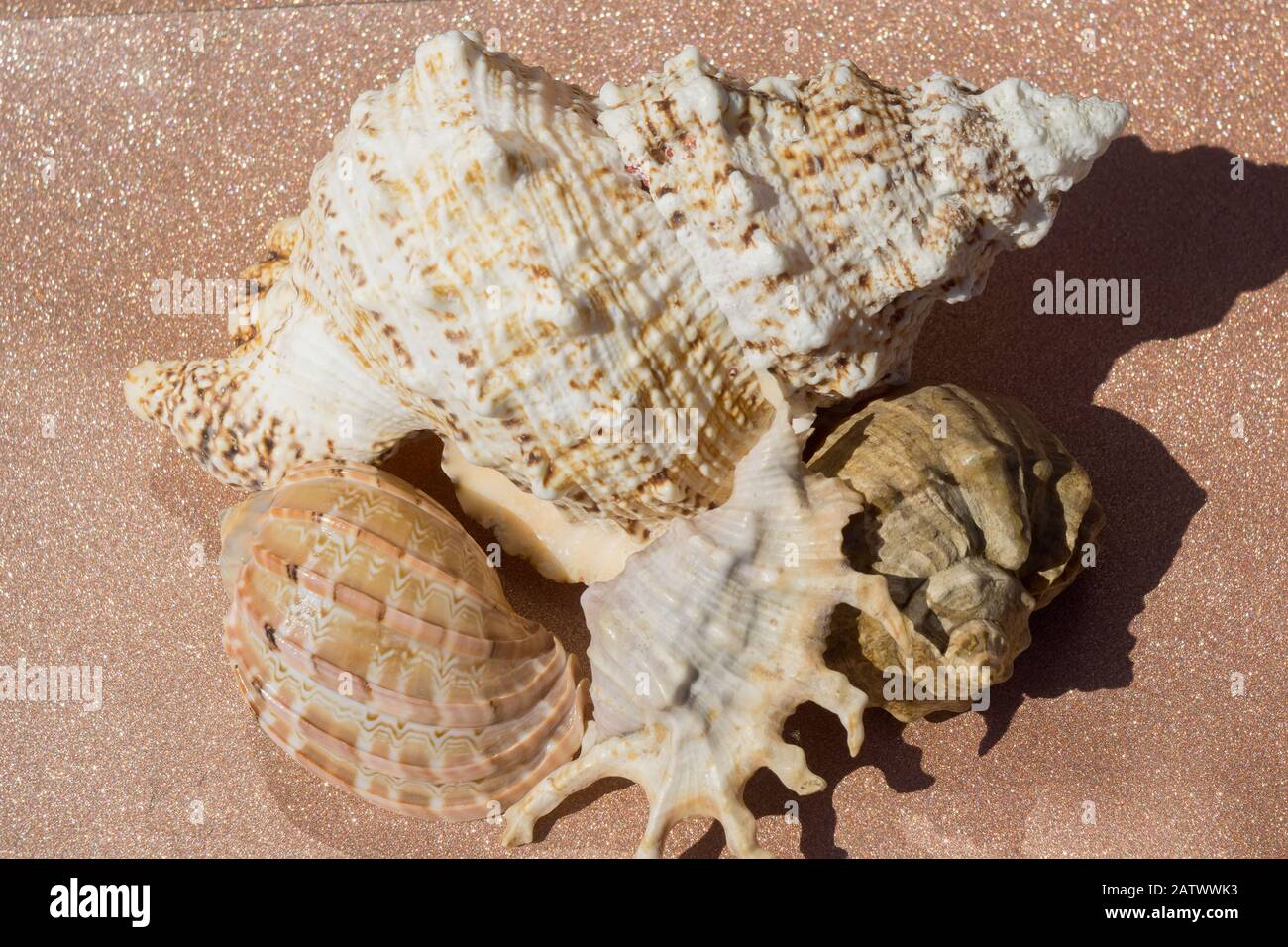 Big spiral spike sea shell close up background Stock Photo - Alamy