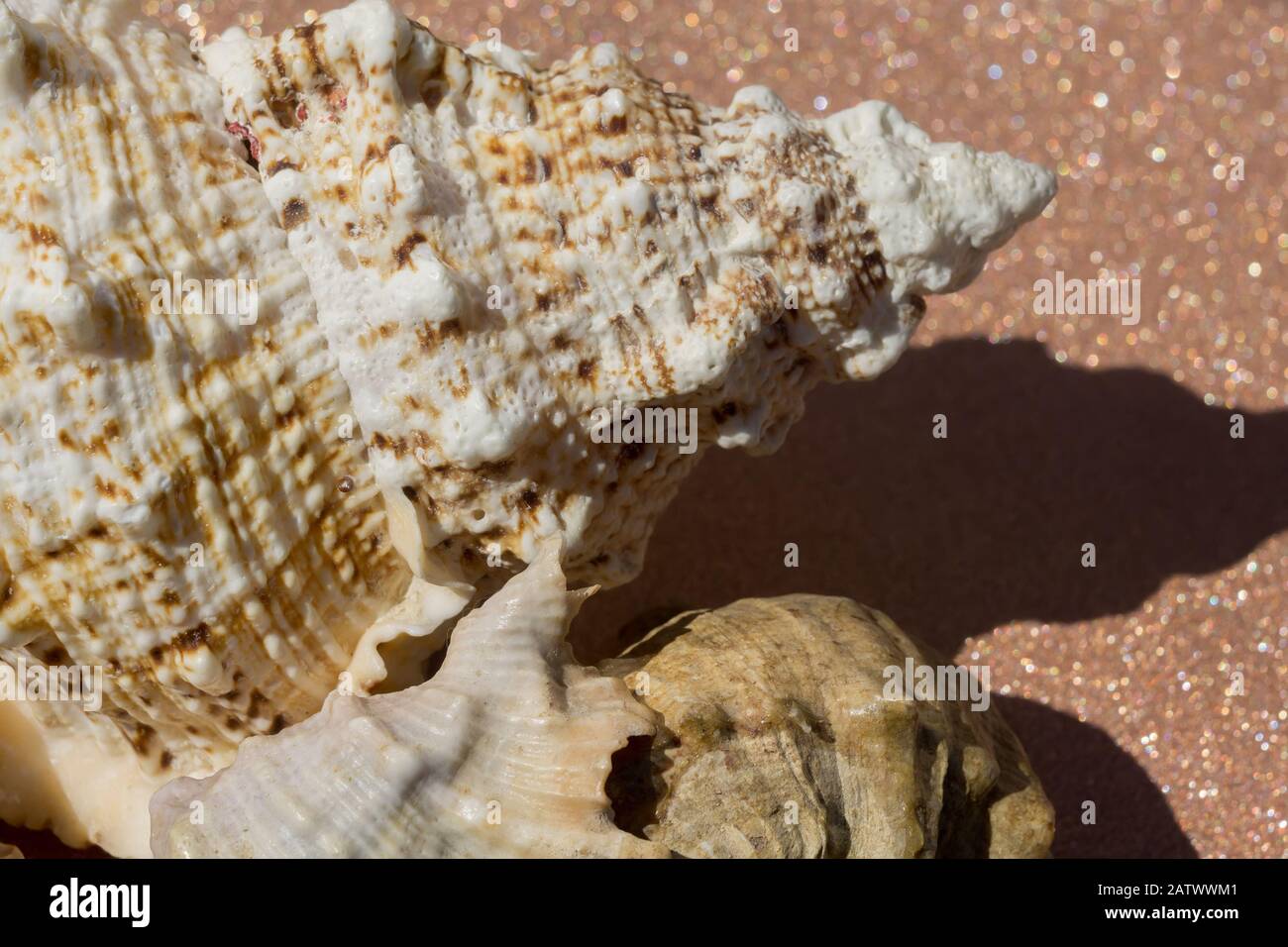 Big spiral spike sea shell close up background Stock Photo - Alamy