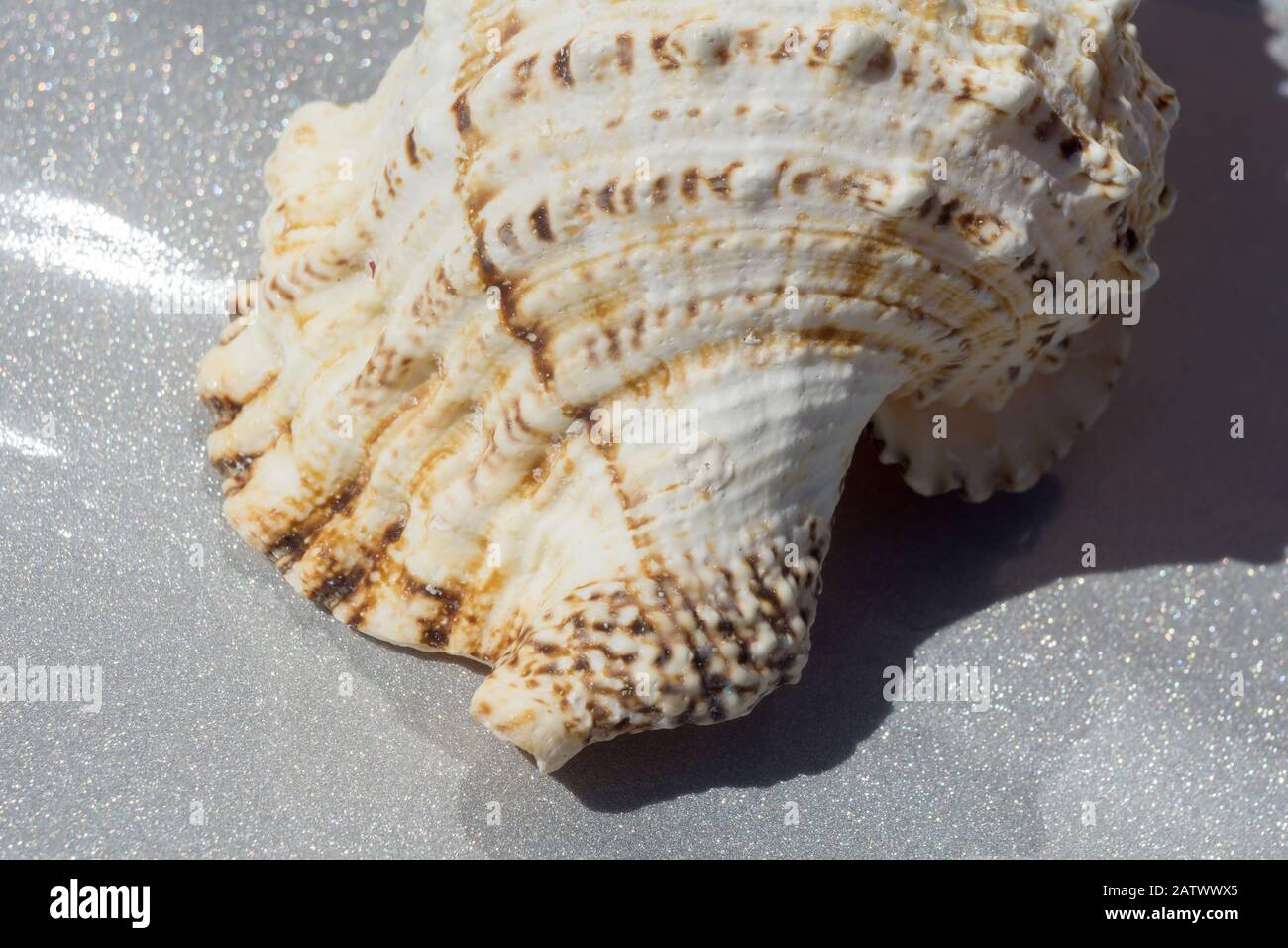 Big spiral spike sea shell close up background Stock Photo - Alamy