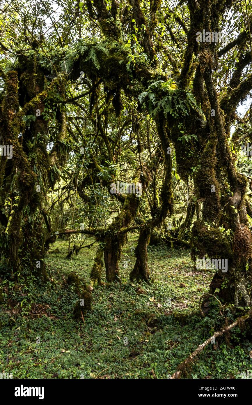 ethiopia bale mountains nationalpark Stock Photo - Alamy