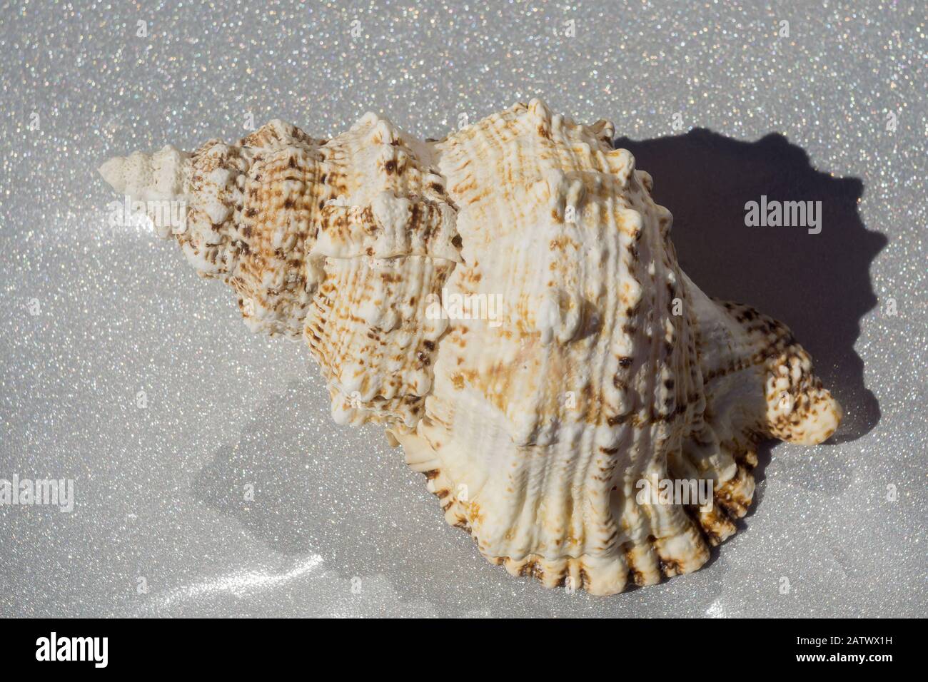 Big spiral spike sea shell close up background Stock Photo - Alamy