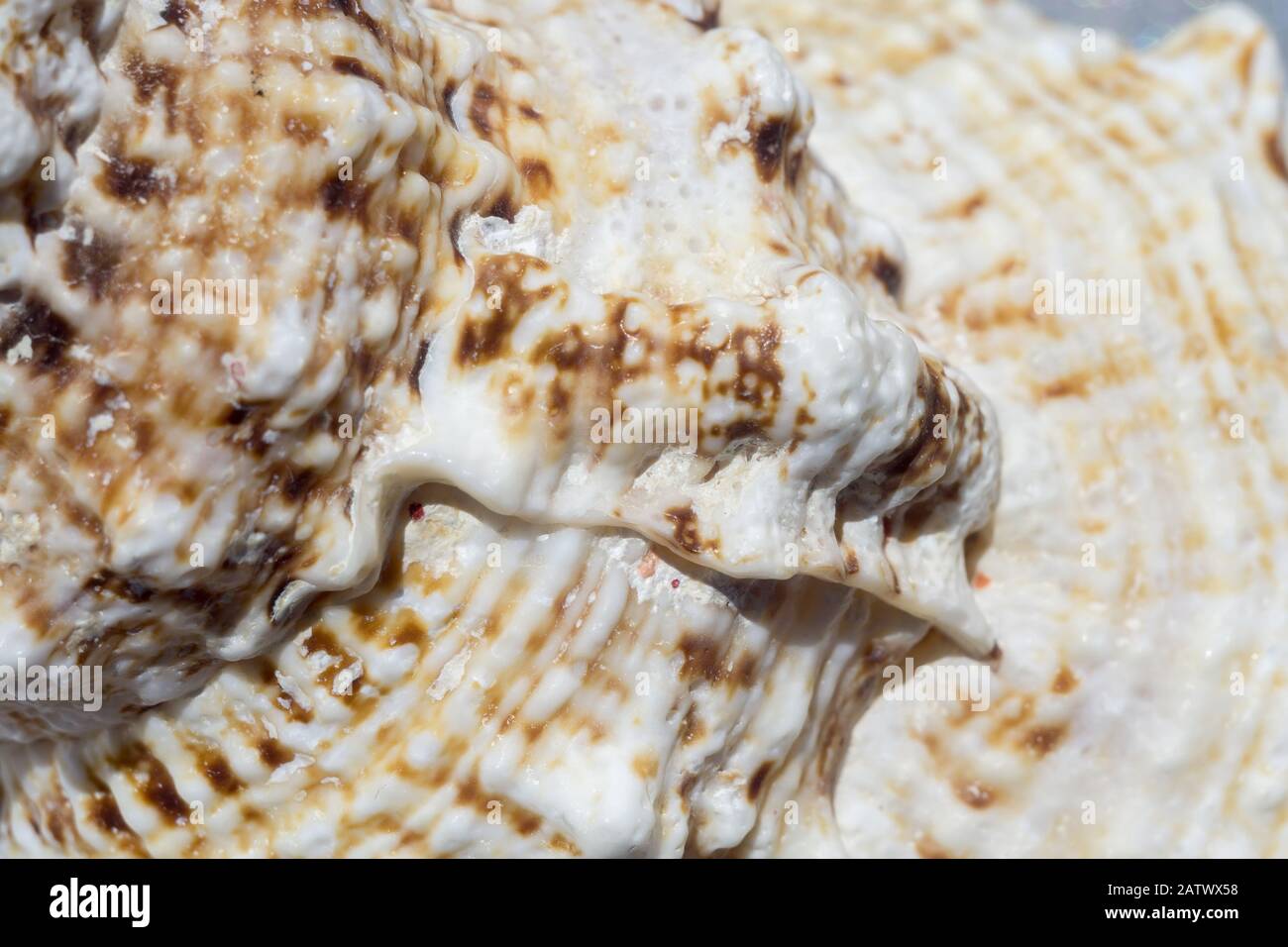 Big spiral spike sea shell close up background Stock Photo - Alamy