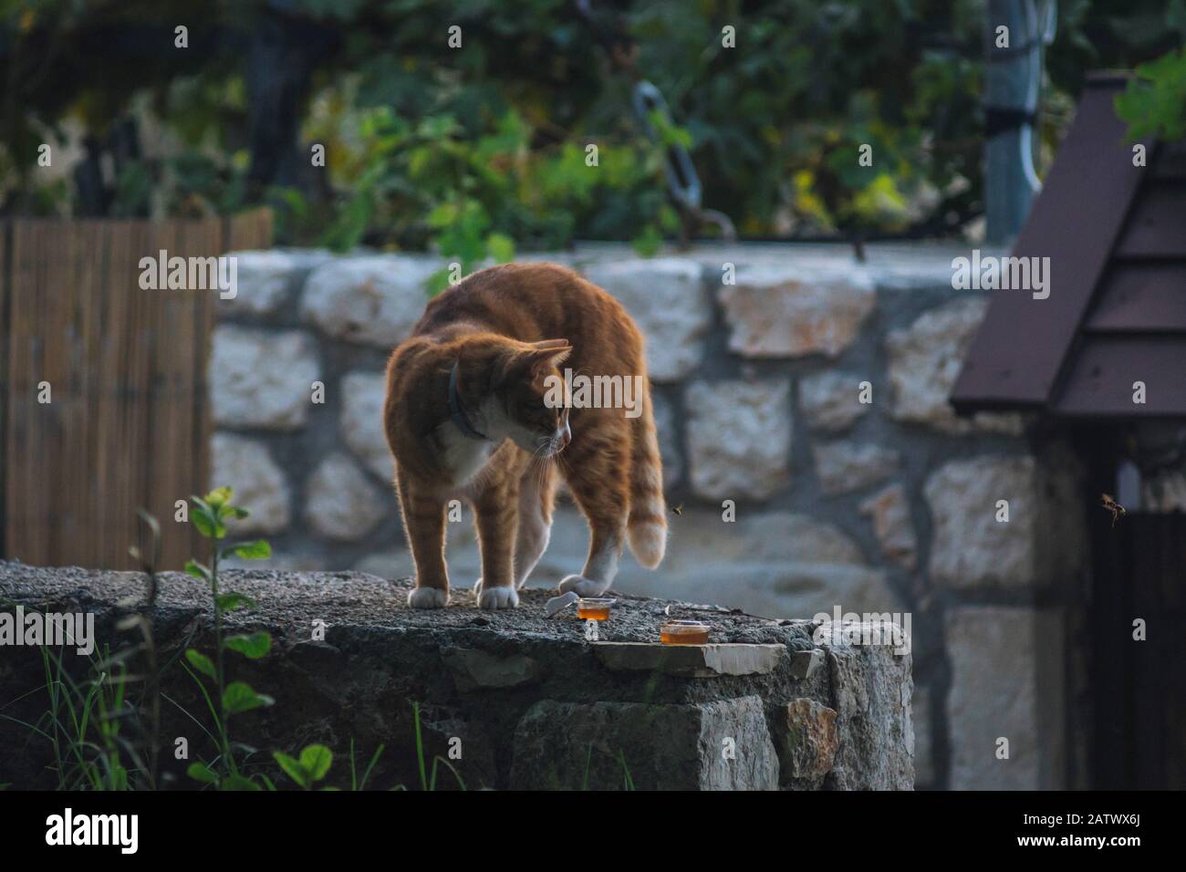 Bongo eye hi-res stock photography and images - Alamy