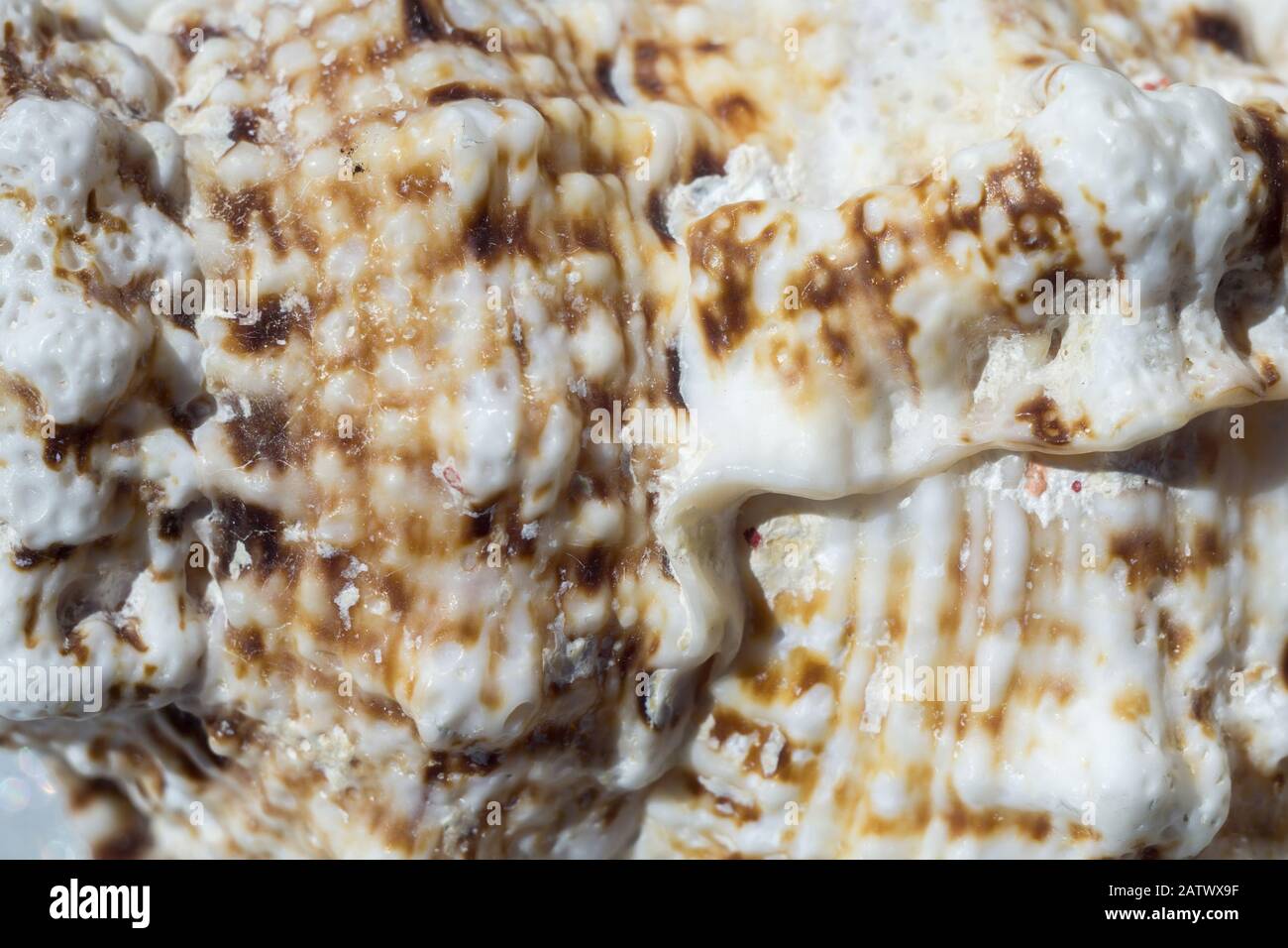 Big spiral spike sea shell close up background Stock Photo - Alamy