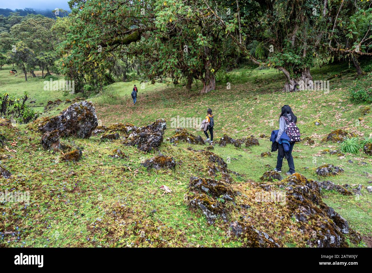 Bale nationalpark ethiopia hi-res stock photography and images - Alamy