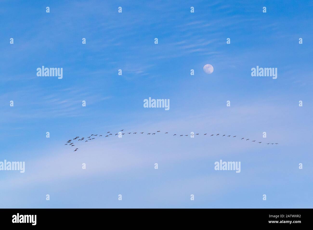 Birds in a row flying in a clear sky hi-res stock photography and ...