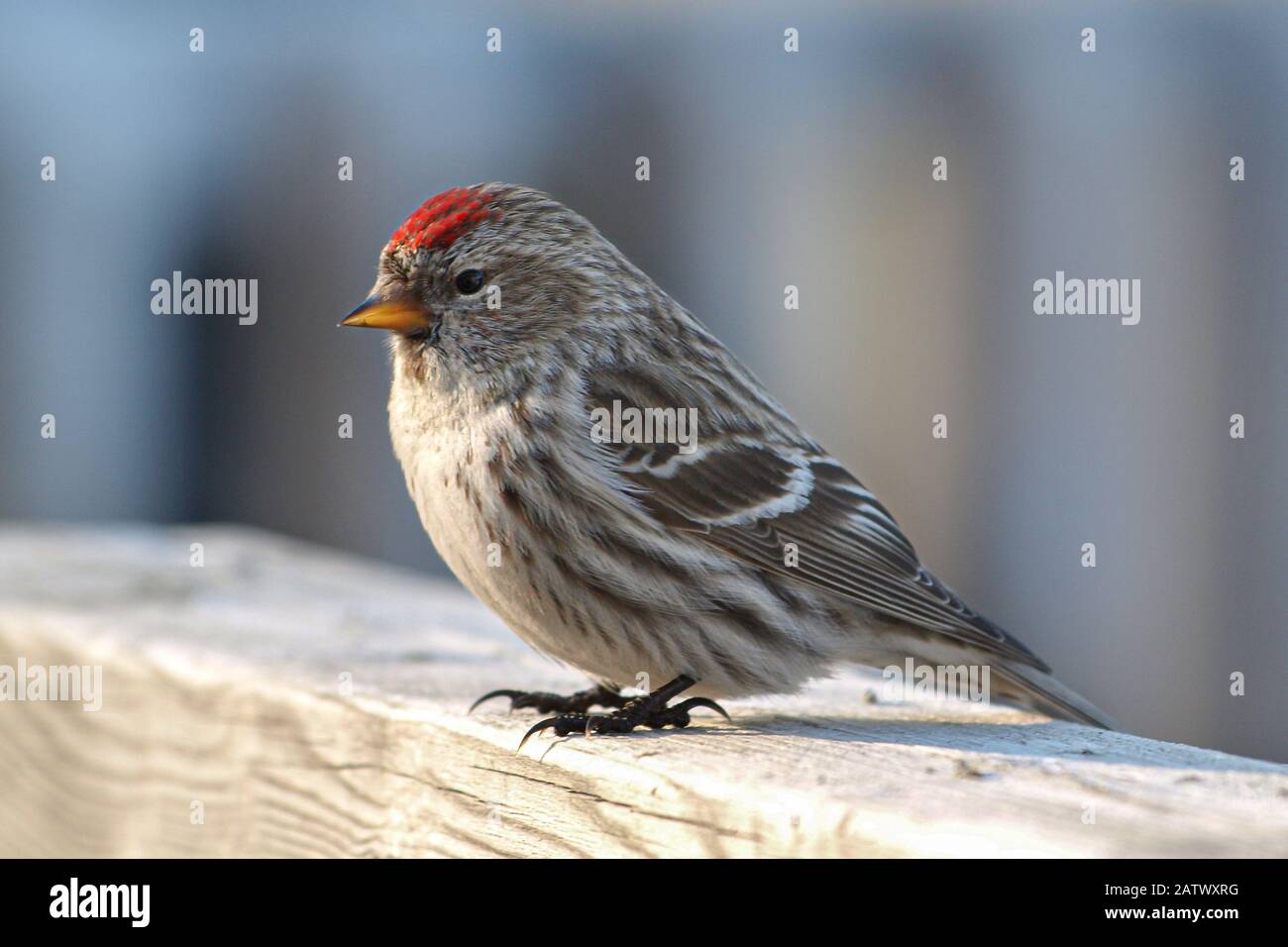 Extreme close up of Common Redpoll bird on wood rail Stock Photo - Alamy