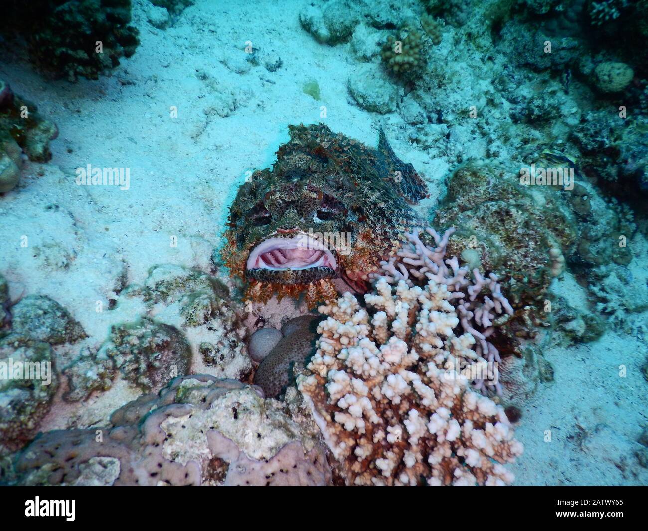 Coral Reef Ecosystem Stock Photo - Alamy