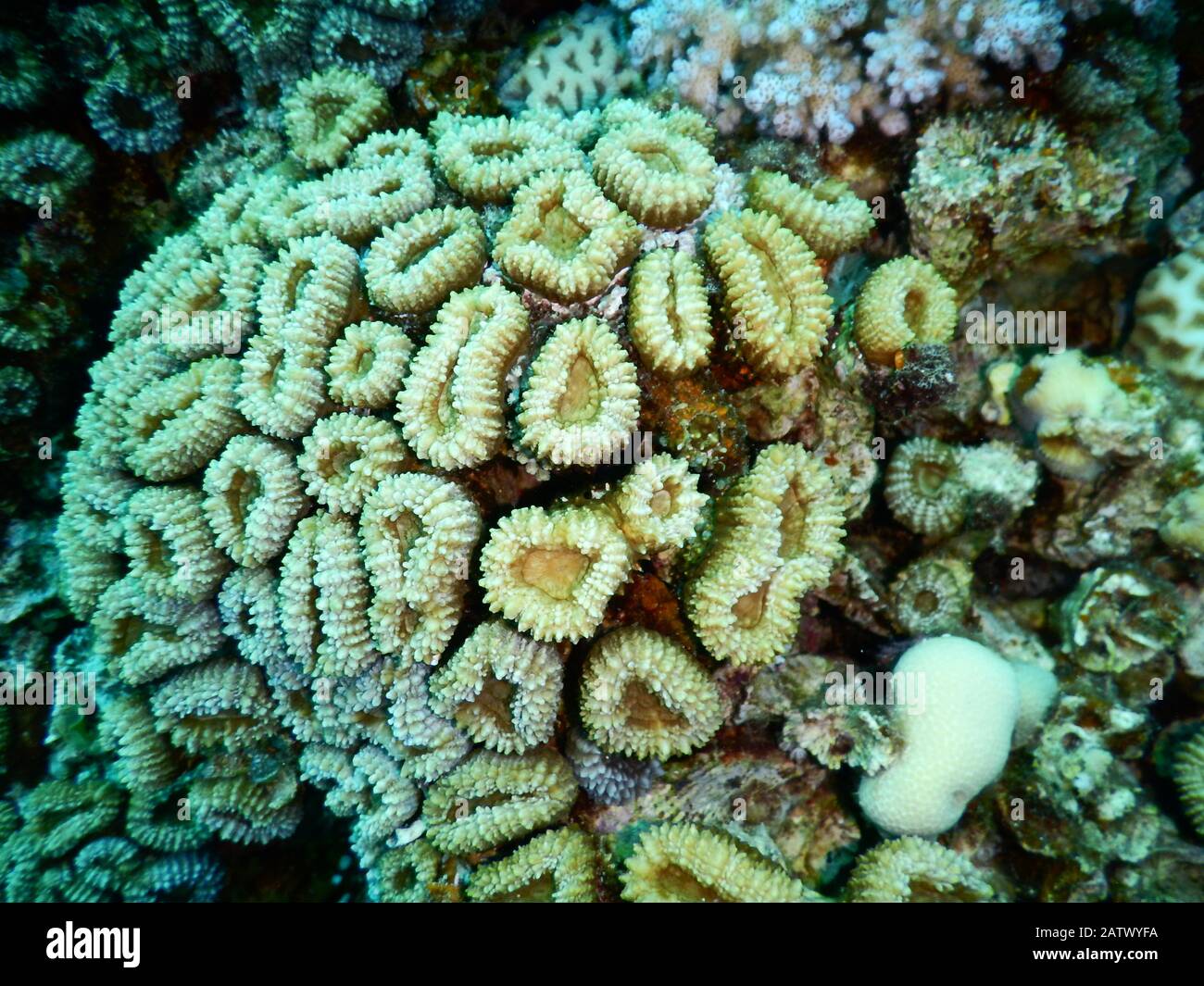 Coral Reef Ecosystem Stock Photo - Alamy