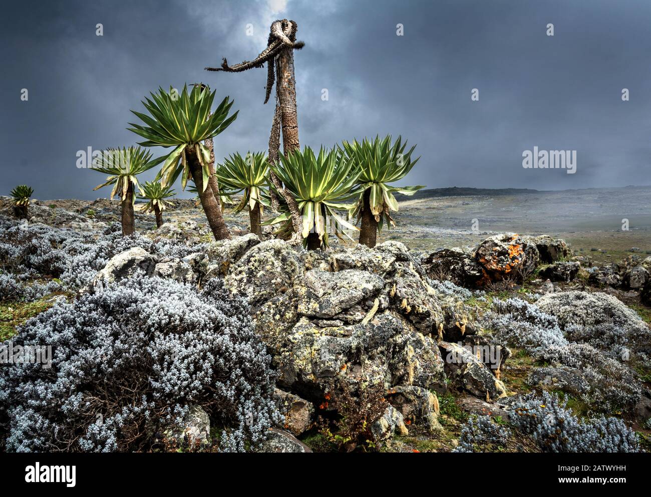 ethiopia bale mountains nationalpark Stock Photo - Alamy