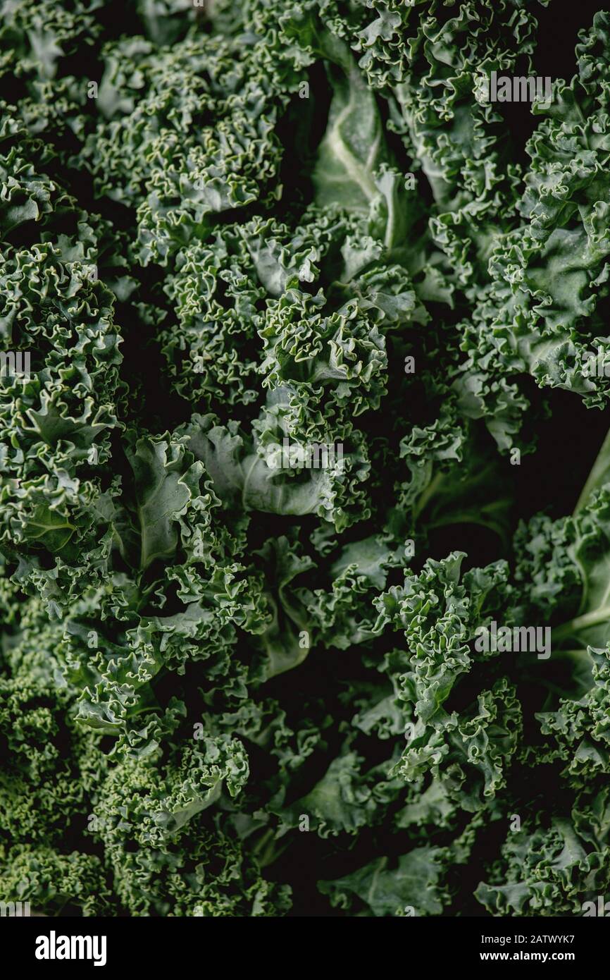 Fresh kale leaves Stock Photo - Alamy