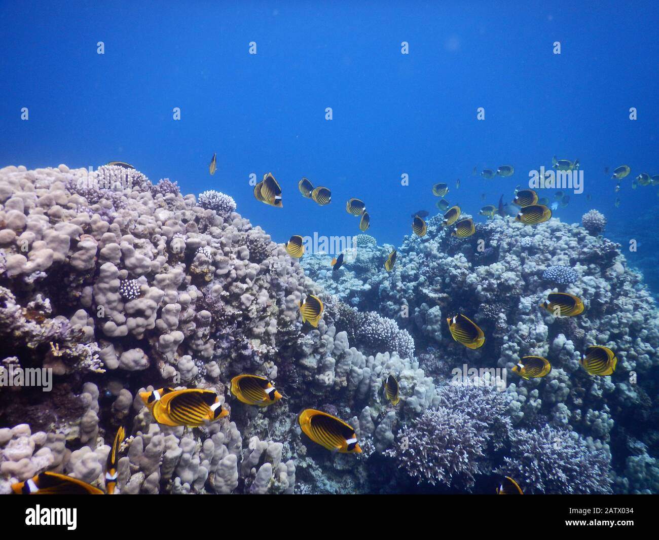 Coral Reef Ecosystem Stock Photo - Alamy