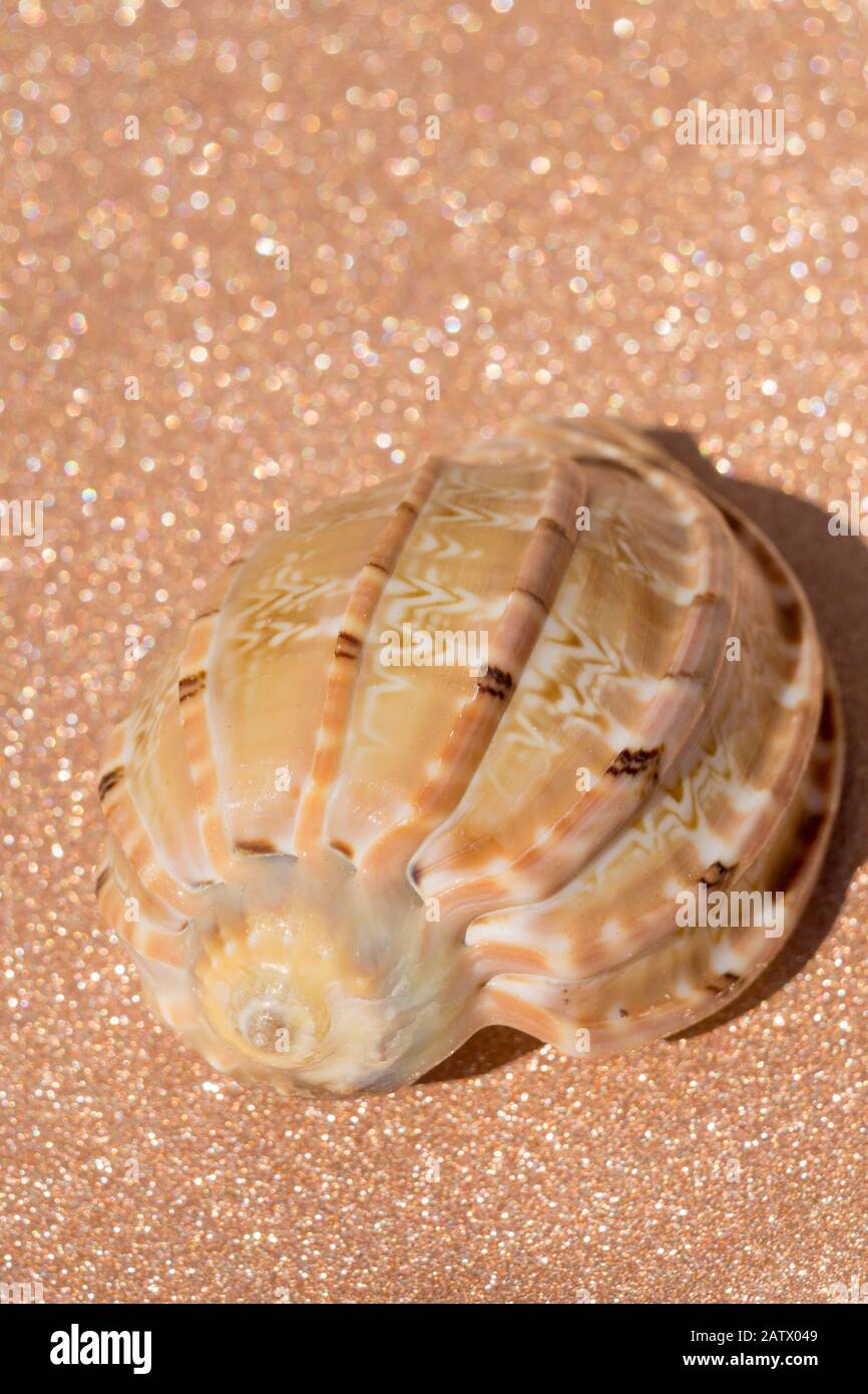 Decorative brown sea shell close up background Stock Photo - Alamy