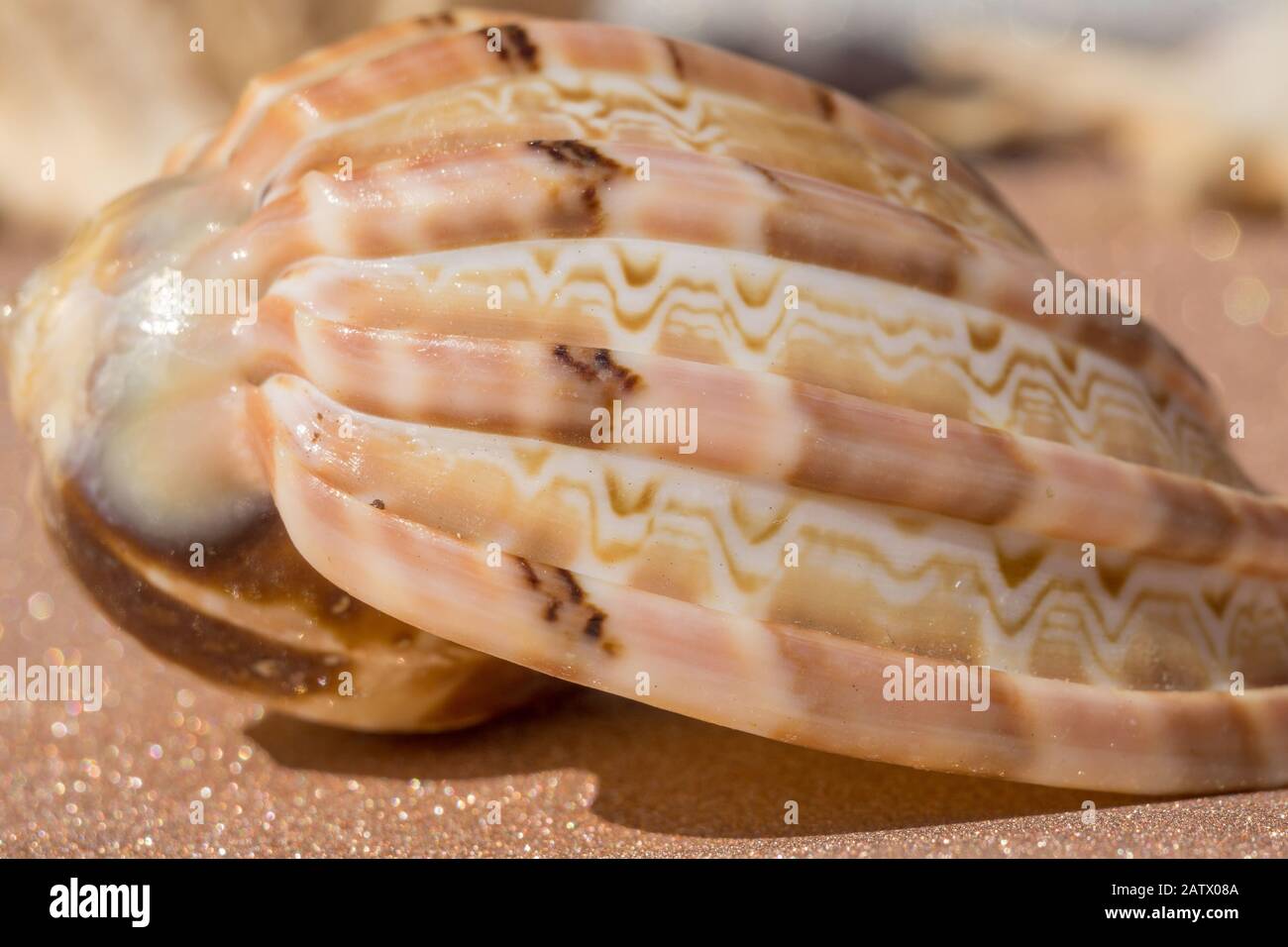 Decorative brown sea shell close up background Stock Photo - Alamy