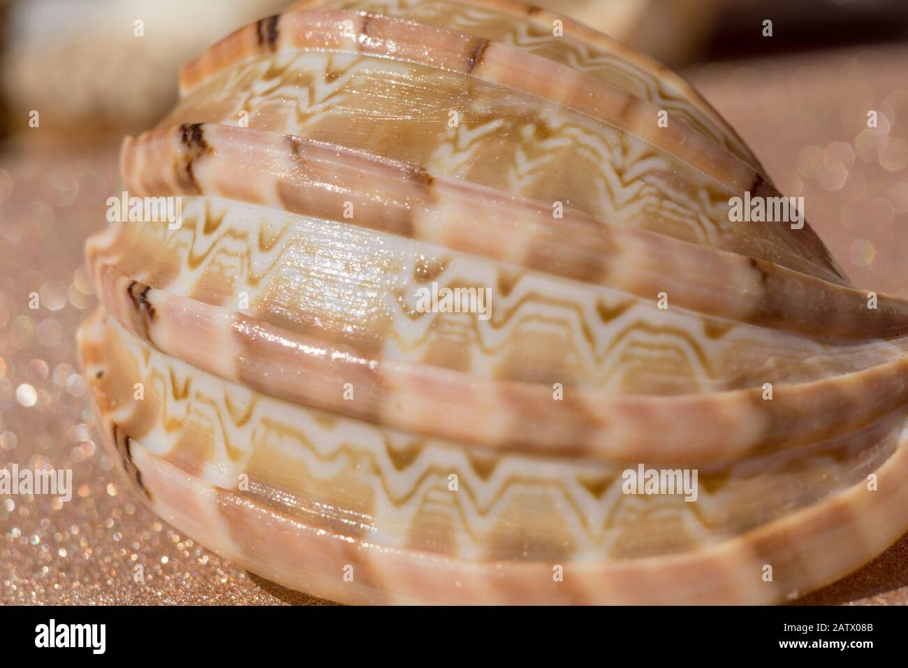 Decorative brown sea shell close up background Stock Photo - Alamy