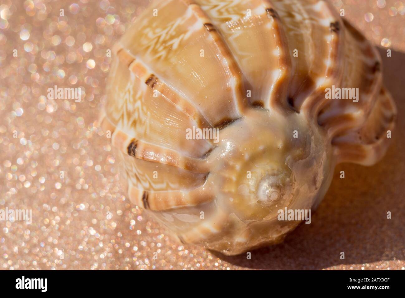 Decorative brown sea shell close up background Stock Photo - Alamy