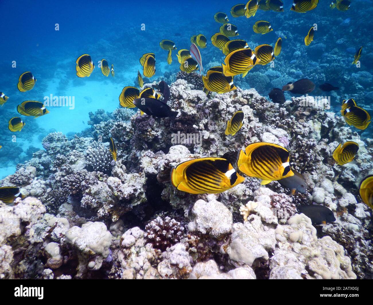 Coral Reef Ecosystem Stock Photo - Alamy