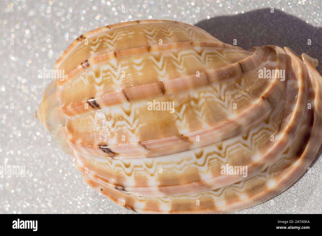 Decorative brown sea shell close up background Stock Photo - Alamy