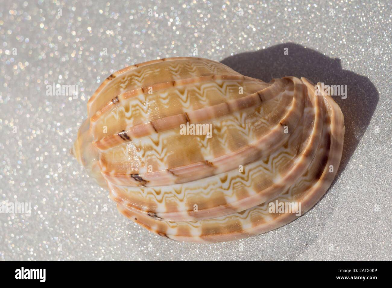Decorative brown sea shell close up background Stock Photo - Alamy