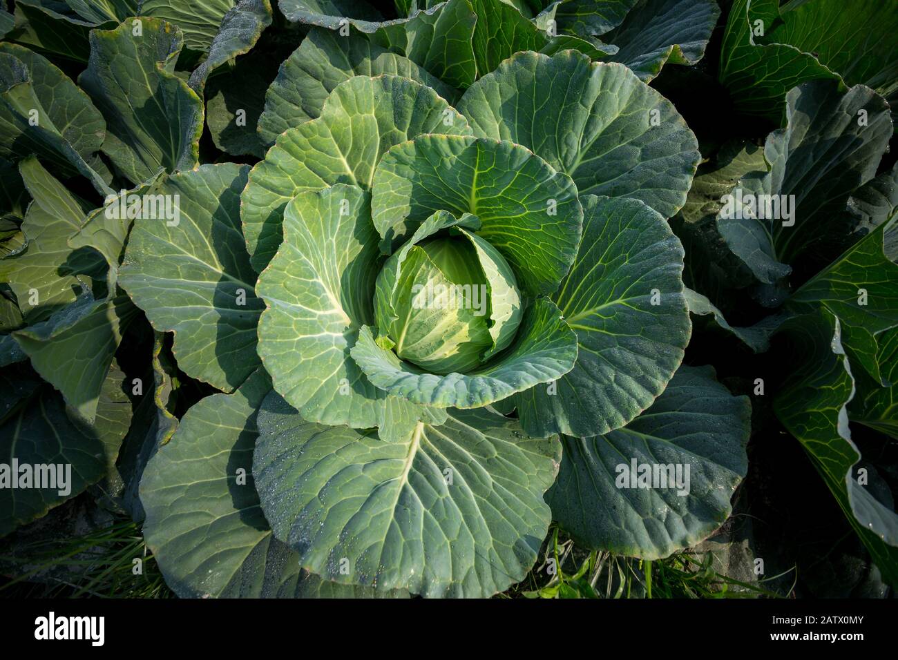 Top View of Fresh Green Cabbage or headed Cabbage grow in the garden at ...