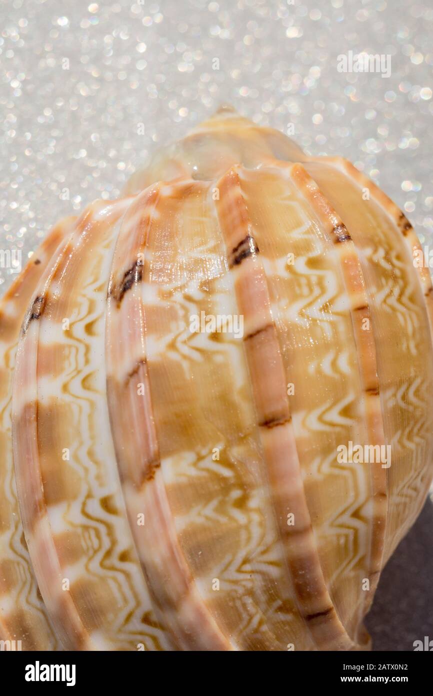Decorative brown sea shell close up background Stock Photo - Alamy
