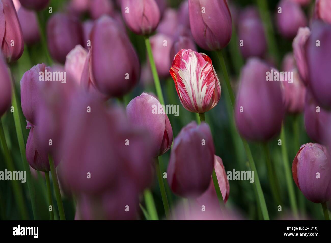 Spring tulips in a garden in the sunshine Stock Photo - Alamy
