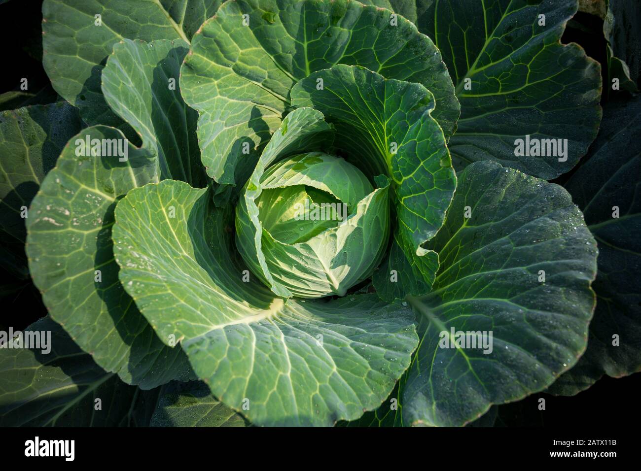 Top View of Fresh Green Cabbage or headed Cabbage grow in the garden at ...
