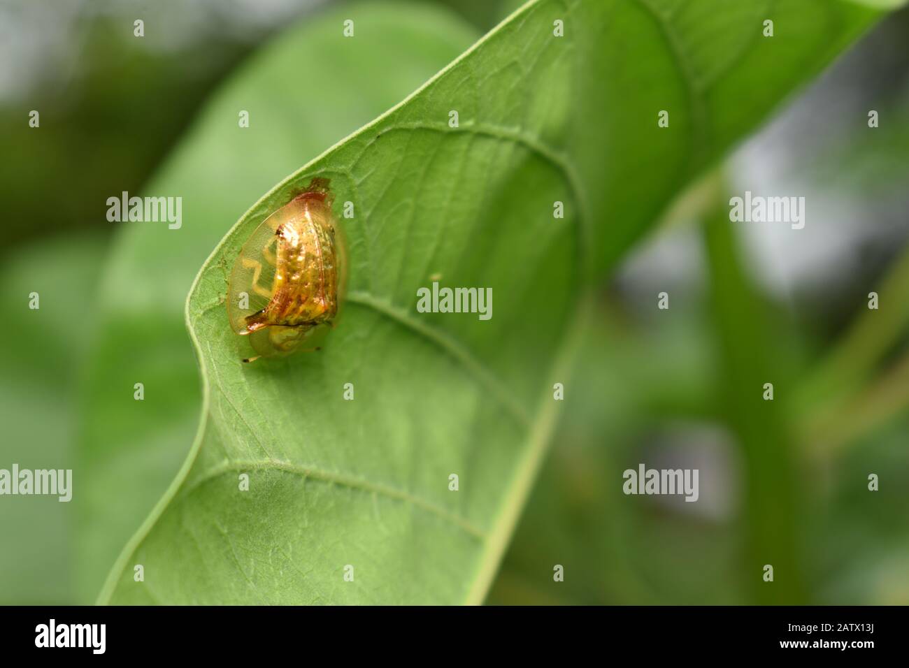 Goldbug in nature hi-res stock photography and images - Alamy