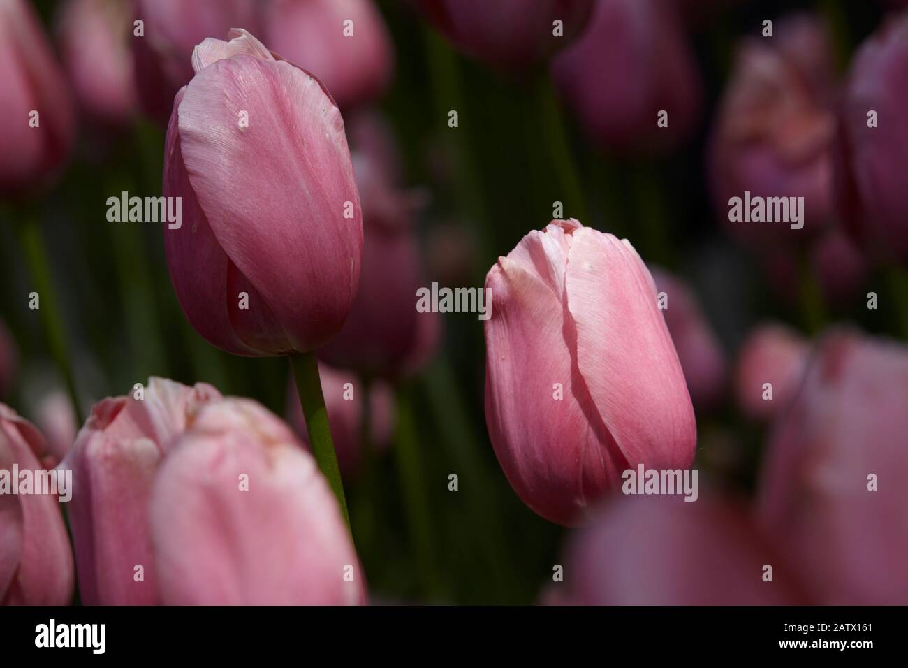 Spring tulips in a garden in the sunshine Stock Photo - Alamy