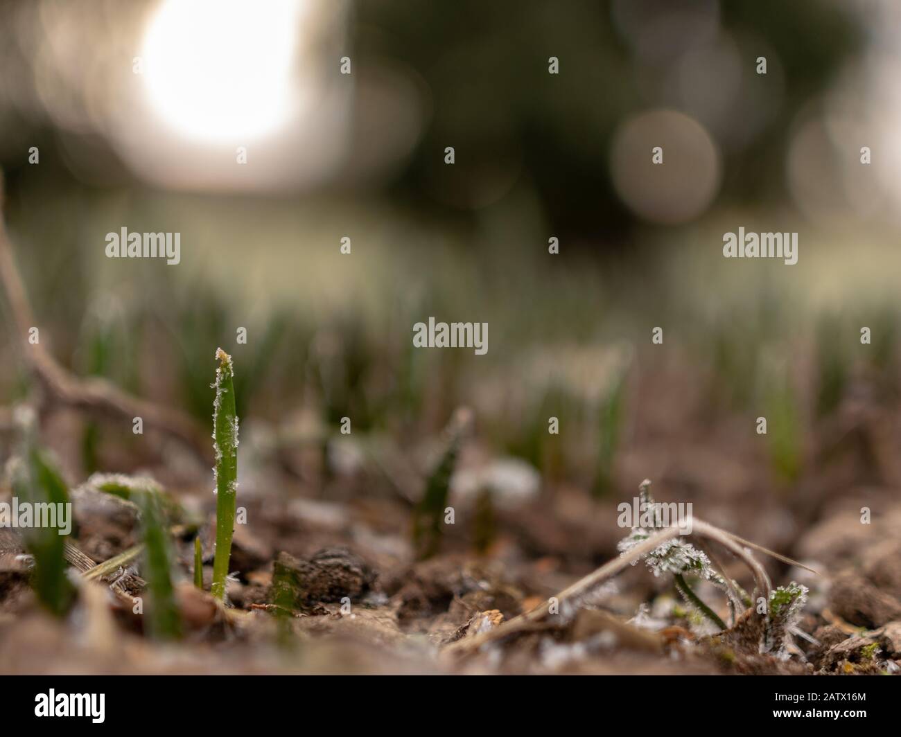 frosted grass texture, blurry close-up and background Stock Photo - Alamy