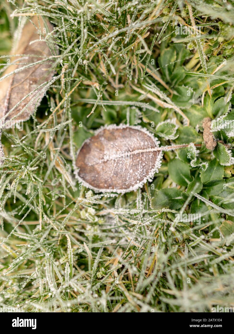 frosted grass texture, blurry close-up and background Stock Photo - Alamy