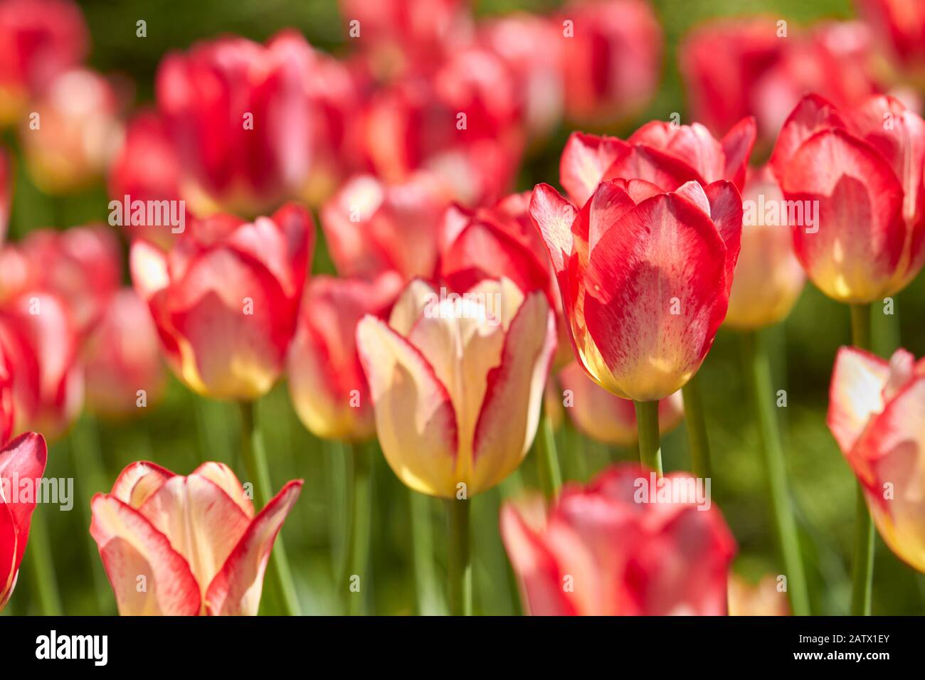 Spring tulips in a garden in the sunshine Stock Photo - Alamy