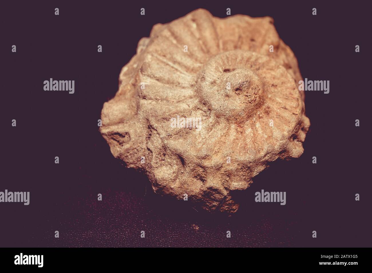 Ancient shell macro, fossilized seashell as grunge background Stock ...