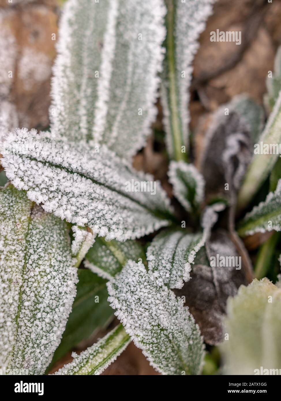frosted grass texture, blurry close-up and background Stock Photo - Alamy