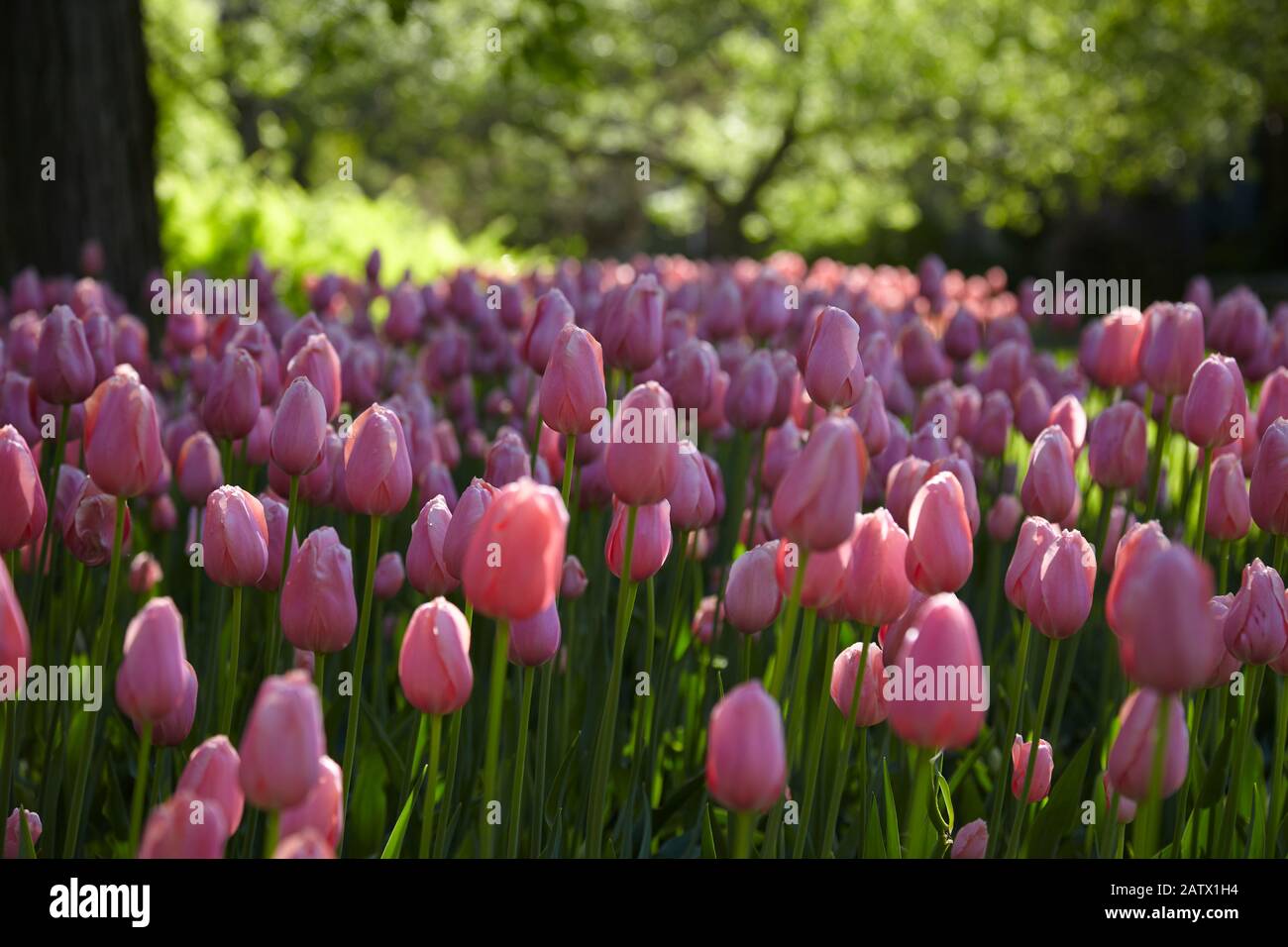 Spring tulips in a garden in the sunshine Stock Photo - Alamy